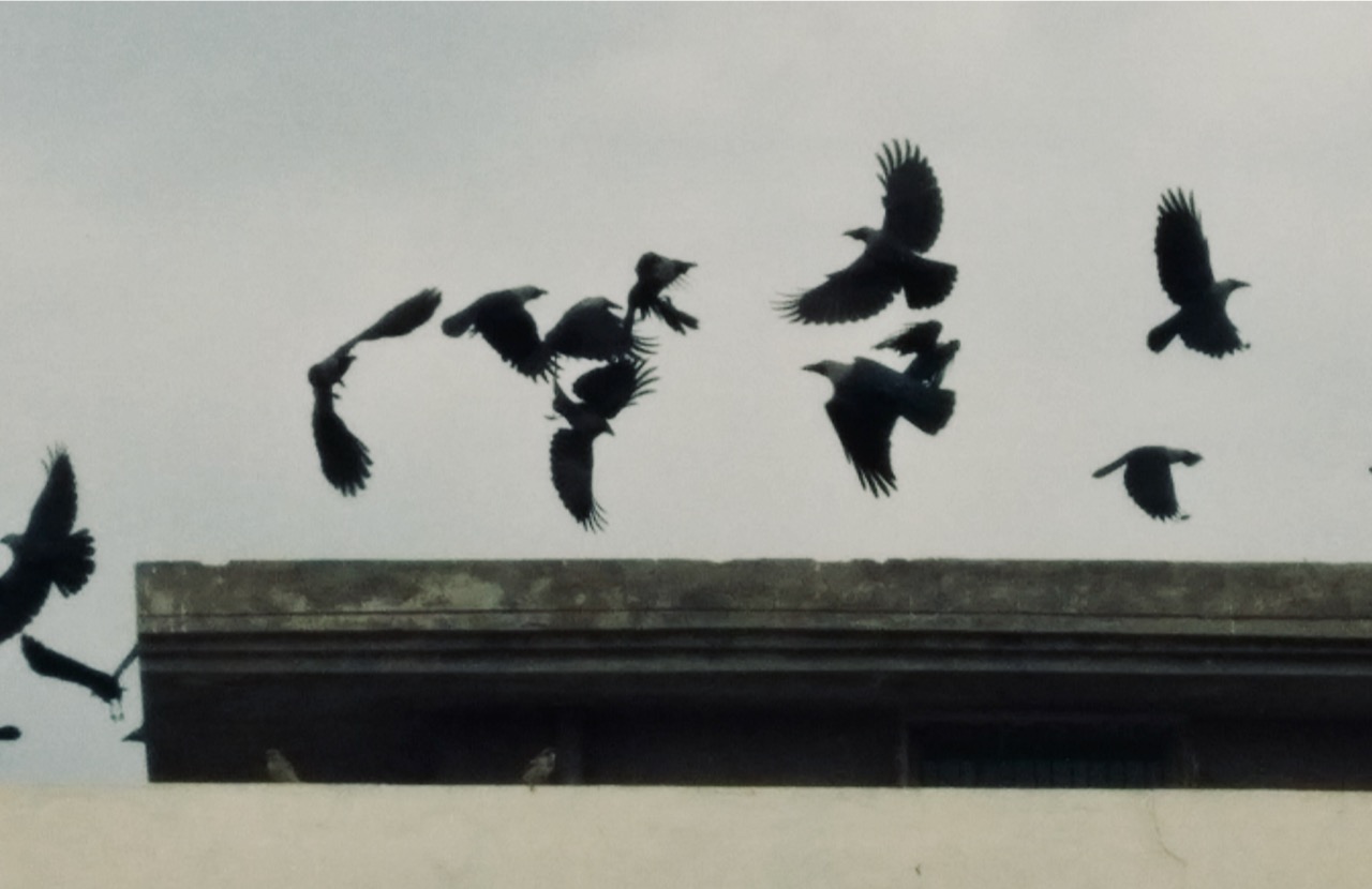 Caged Bird by Maya Angelou (1983) | BAGICHA