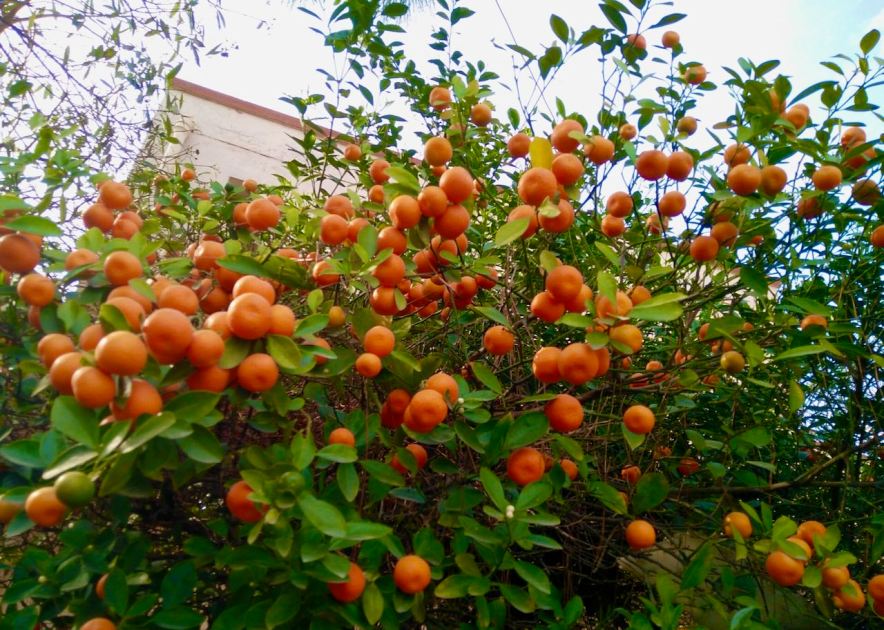 Narangi/Santarah/Orange | BAGICHA